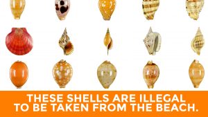 Sea Shells that are Illegal to be Taken from the Beach - Philippine ...