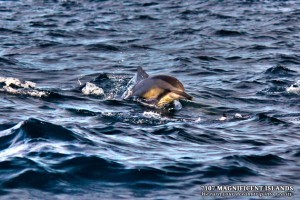 10 GREAT DOLPHIN AND WHALE WATCHING DESTINATIONS in the Philippines ...