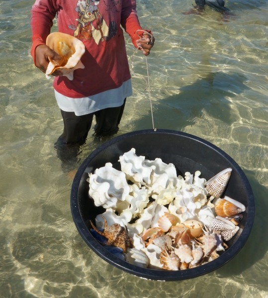 Sea Shells that are Illegal to be Taken from the Beach - Philippine ...