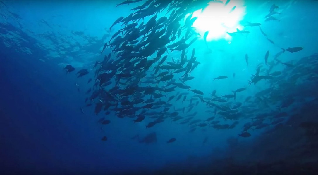 VIDEO: Tubbataha Reef, An Underwater Dreamworld - Philippine Beach Guide