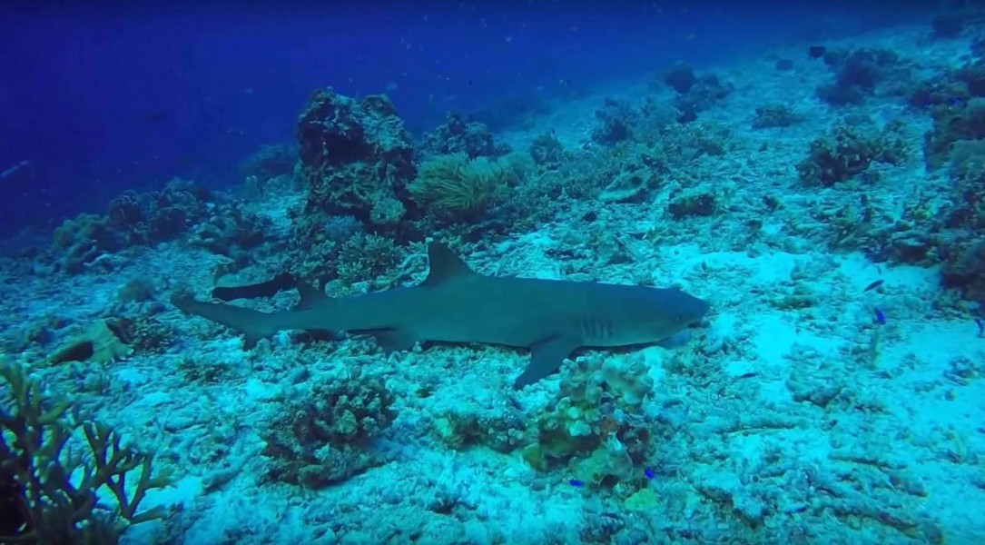 VIDEO: Tubbataha Reef, An Underwater Dreamworld - Philippine Beach Guide