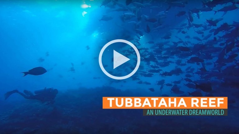 VIDEO: Tubbataha Reef, An Underwater Dreamworld - Philippine Beach Guide