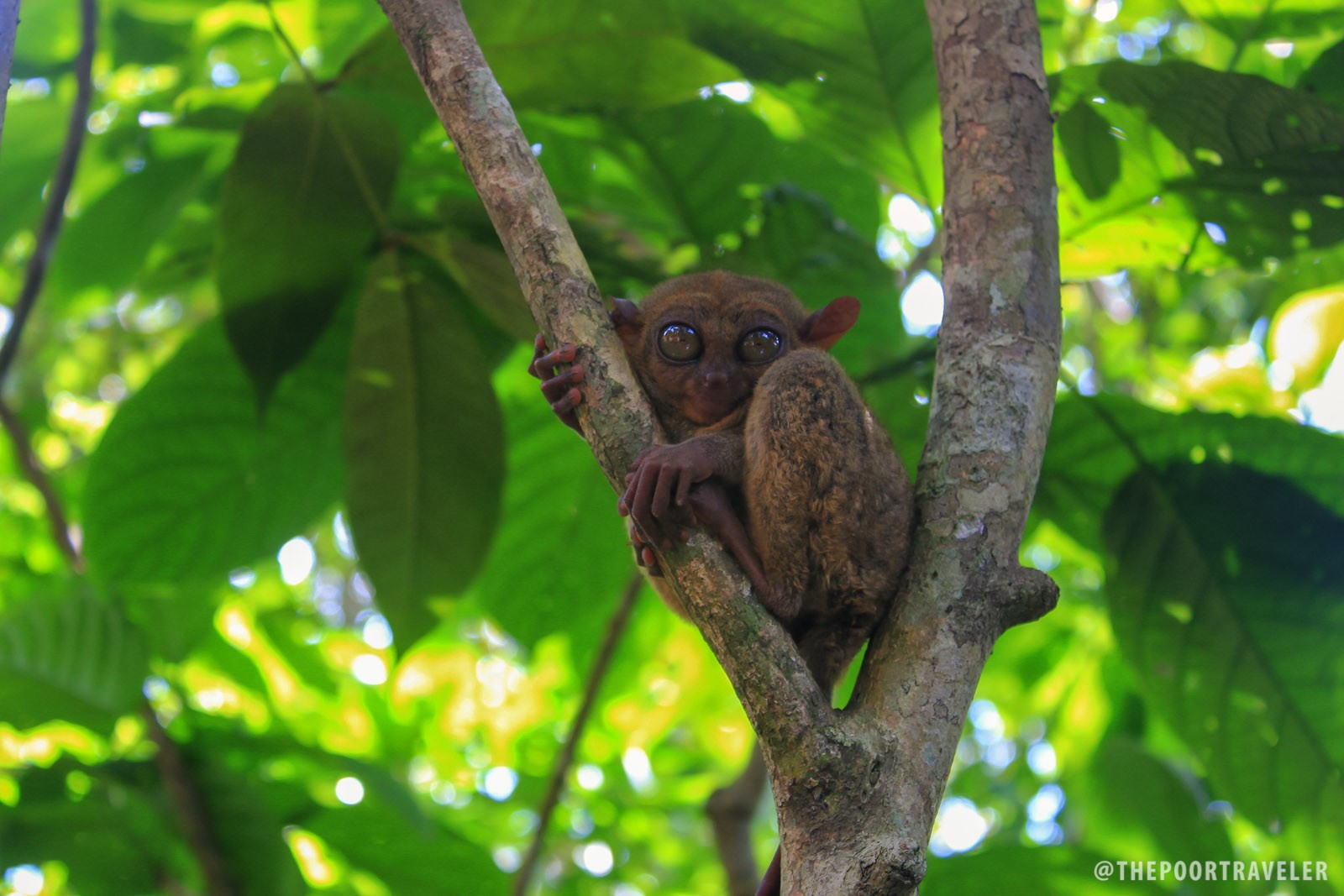 11 Tourist Spots for Your BOHOL ITINERARY - Philippine Beach Guide