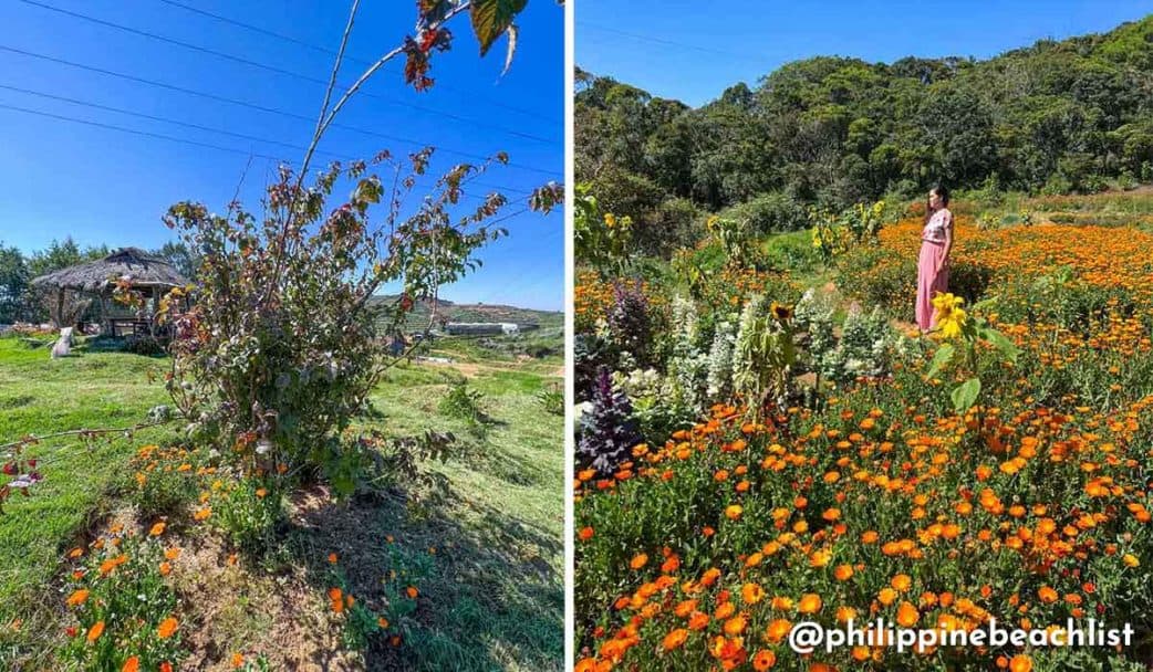 Top 10 Things to Do & Attractions in ATOK, Benguet - Philippine Beach Guide